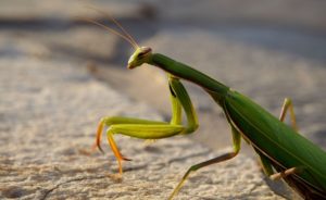 Praying Mantis – Spirit Animal, Totem, Symbolism and Meaning