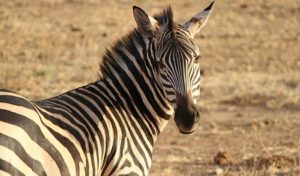 Zebra – Spirit Animal, Totem, Symbolism and Meaning