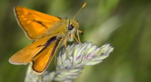 Moth – Spirit Animal, Totem, Symbolism and Meaning