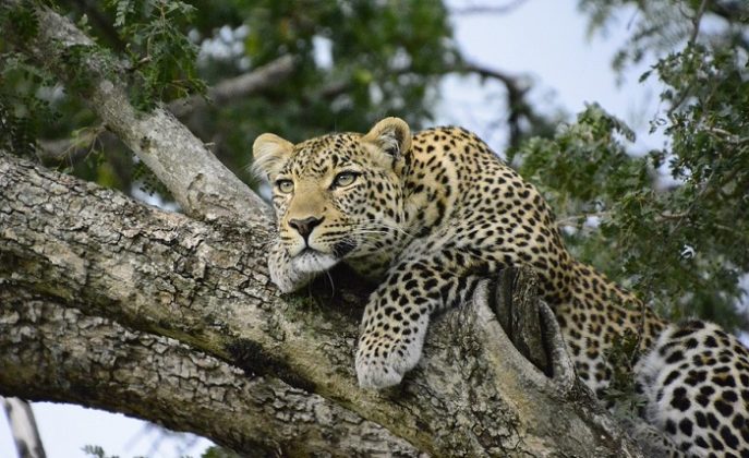 Leopard – Spirit Animal, Totem, Symbolism and Meaning