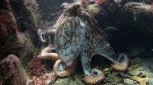 Octopus – Spirit Animal, Totem, Symbolism and Meaning