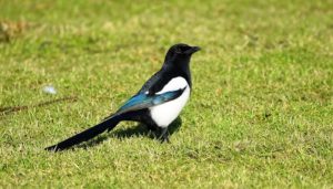 Magpie – Spirit Animal, Totem, Symbolism and Meaning
