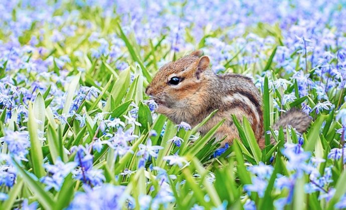 Chipmunk – Spirit Animal, Totem, Symbolism and Meaning
