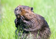 Pig – Spirit Animal, Totem, Symbolism and Meaning